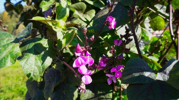 红扁豆长什么样子_红扁豆图片特征-第2张图片-山城妙识