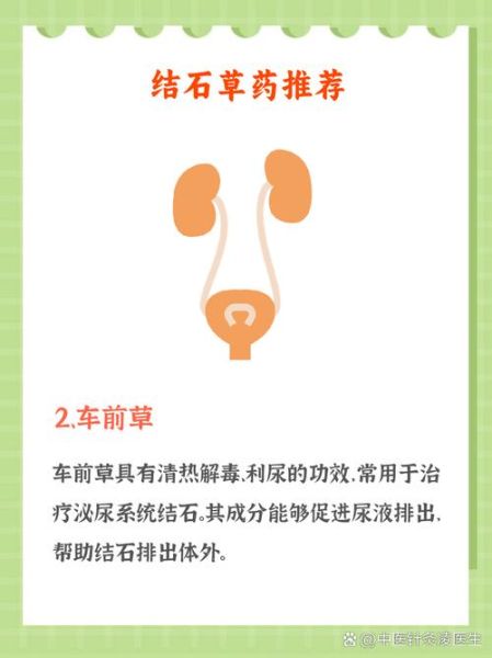 金钱草能排出肾结石吗_金钱草排石原理-第1张图片-山城妙识 金钱草能排出肾结石吗_金钱草排石原理-第1张图片-山城妙识