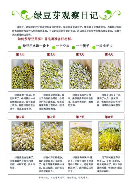 豆芽怎么发才粗壮_豆芽发芽需要避光吗-第1张图片-山城妙识 豆芽怎么发才粗壮_豆芽发芽需要避光吗-第1张图片-山城妙识