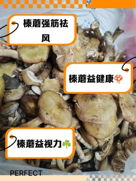 榛蘑怎么做好吃_榛蘑的功效与作用-第2张图片-山城妙识 榛蘑怎么做好吃_榛蘑的功效与作用-第2张图片-山城妙识