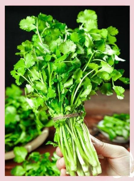 香菜壮阳还是泄阳_男人吃香菜真相-第1张图片-山城妙识 香菜壮阳还是泄阳_男人吃香菜真相-第1张图片-山城妙识