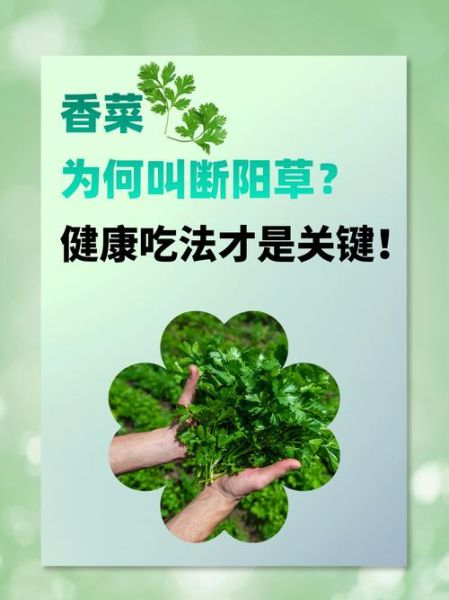 香菜壮阳还是泄阳_男人吃香菜真相-第2张图片-山城妙识 香菜壮阳还是泄阳_男人吃香菜真相-第2张图片-山城妙识