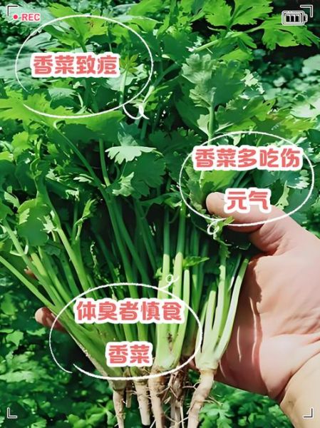 香菜壮阳还是泄阳_男人吃香菜真相-第3张图片-山城妙识 香菜壮阳还是泄阳_男人吃香菜真相-第3张图片-山城妙识