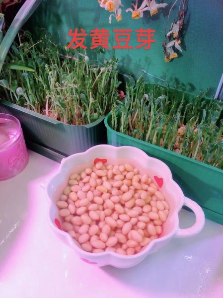 家庭自制黄豆芽的方法_黄豆芽怎么泡发最快-第1张图片-山城妙识