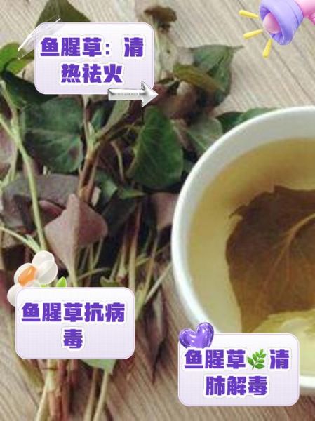 鱼腥草能治疗哪些病_鱼腥草怎么泡水喝-第1张图片-山城妙识 鱼腥草能治疗哪些病_鱼腥草怎么泡水喝-第1张图片-山城妙识