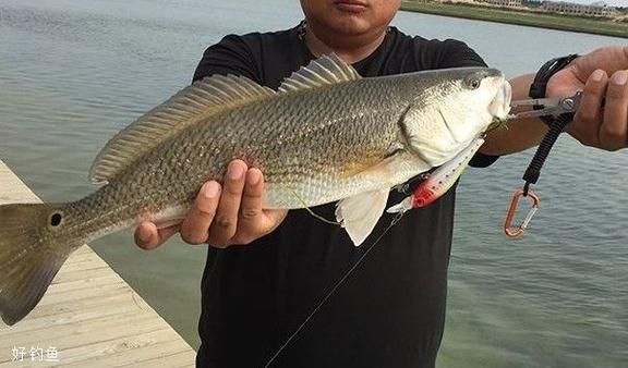 海鲈鱼怎么钓_海鲈鱼钓法技巧-第2张图片-山城妙识 海鲈鱼怎么钓_海鲈鱼钓法技巧-第2张图片-山城妙识
