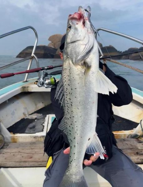 海鲈鱼怎么钓_海鲈鱼钓法技巧-第1张图片-山城妙识 海鲈鱼怎么钓_海鲈鱼钓法技巧-第1张图片-山城妙识