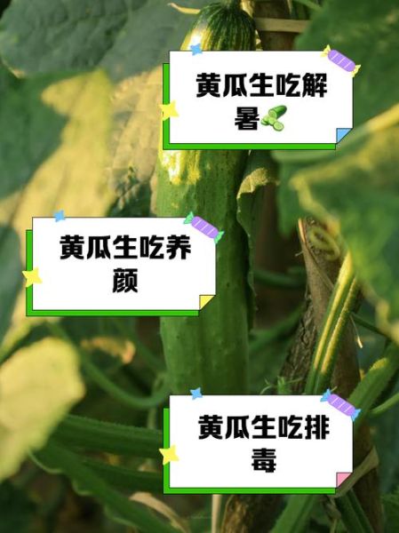 生吃黄瓜有什么好处_生吃黄瓜能减肥吗-第1张图片-山城妙识 生吃黄瓜有什么好处_生吃黄瓜能减肥吗-第1张图片-山城妙识