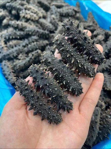 辽参价格多少钱一斤_大连野生辽参最新行情-第3张图片-山城妙识