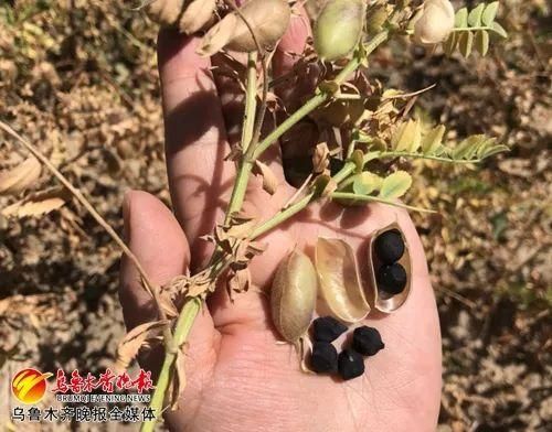 鹰嘴豆图片大全大图_鹰嘴豆长什么样-第3张图片-山城妙识 鹰嘴豆图片大全大图_鹰嘴豆长什么样-第3张图片-山城妙识