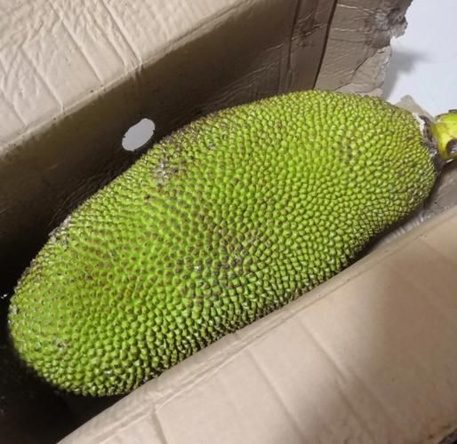 菠萝蜜视频怎么下载_菠萝蜜视频安全吗-第1张图片-山城妙识 菠萝蜜视频怎么下载_菠萝蜜视频安全吗-第1张图片-山城妙识