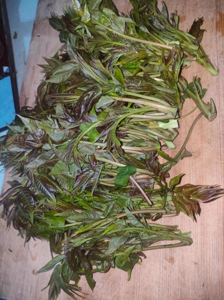 香椿怎么腌制_香椿腌制方法-第3张图片-山城妙识 香椿怎么腌制_香椿腌制方法-第3张图片-山城妙识