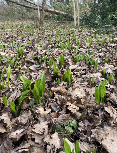 野韭菜图片怎么识别_野韭菜与韭菜区别-第3张图片-山城妙识 野韭菜图片怎么识别_野韭菜与韭菜区别-第3张图片-山城妙识