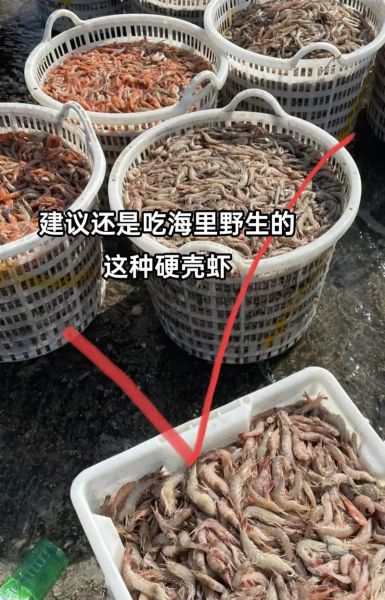 海捕大虾多少钱一斤_2024最新行情-第2张图片-山城妙识 海捕大虾多少钱一斤_2024最新行情-第2张图片-山城妙识
