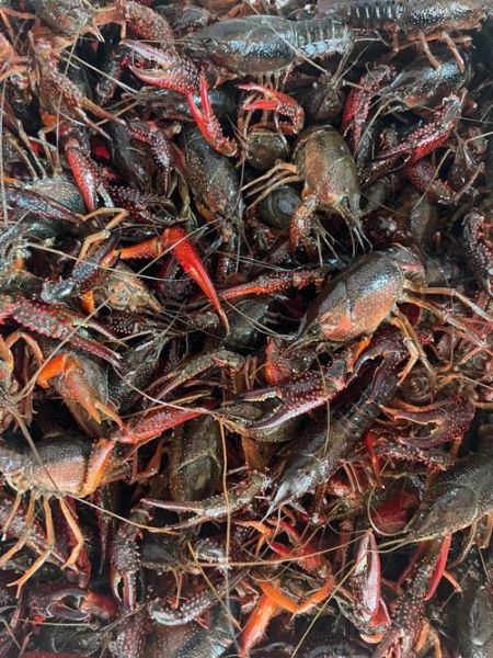 小龙虾哪里的最有名_中国小龙虾产地排名-第1张图片-山城妙识 小龙虾哪里的最有名_中国小龙虾产地排名-第1张图片-山城妙识