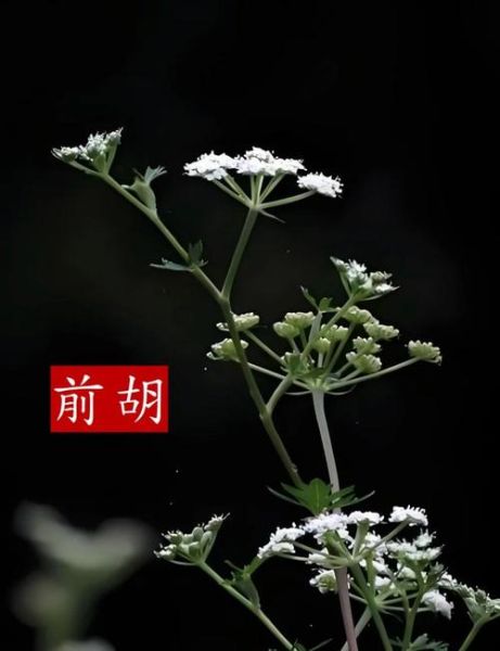 前胡的功效与作用_前胡的禁忌有哪些-第1张图片-山城妙识 前胡的功效与作用_前胡的禁忌有哪些-第1张图片-山城妙识