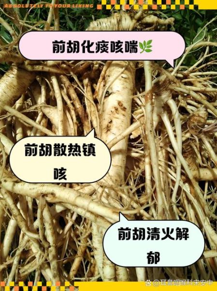 前胡的功效与作用_前胡的禁忌有哪些-第3张图片-山城妙识 前胡的功效与作用_前胡的禁忌有哪些-第3张图片-山城妙识