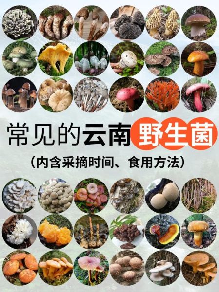 野生菌图片大全及名称_哪些野生菌可以吃-第1张图片-山城妙识 野生菌图片大全及名称_哪些野生菌可以吃-第1张图片-山城妙识