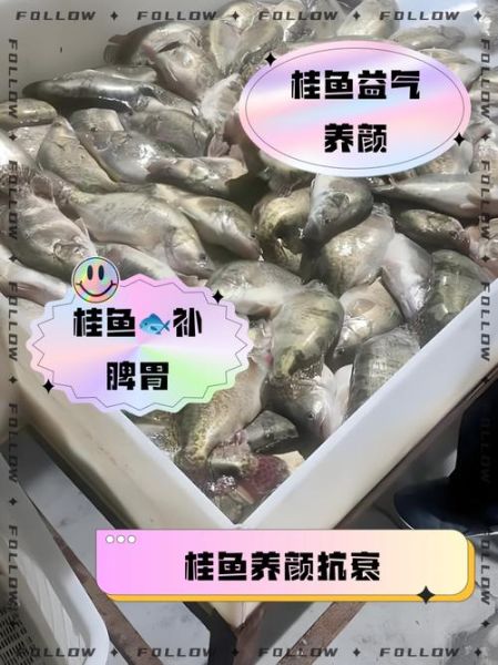 桂鱼养殖基地怎么选_桂鱼养殖成本利润分析-第2张图片-山城妙识 桂鱼养殖基地怎么选_桂鱼养殖成本利润分析-第2张图片-山城妙识