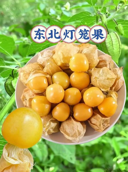 灯笼果和姑娘果的区别_哪个更好吃-第3张图片-山城妙识