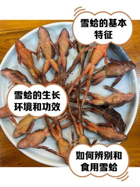 雪蛤图片长什么样_雪蛤的功效与作用有哪些-第2张图片-山城妙识