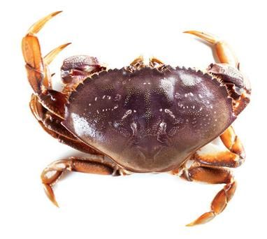 飞蟹长什么样_飞蟹和梭子蟹的区别-第1张图片-山城妙识