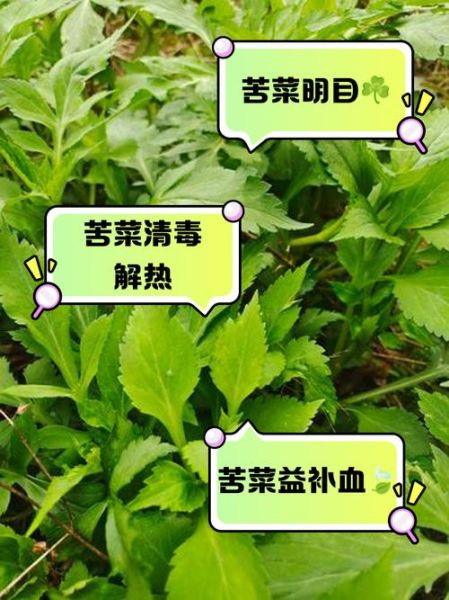山苦菜的功效与作用_山苦菜怎么吃效果最好-第1张图片-山城妙识 山苦菜的功效与作用_山苦菜怎么吃效果最好-第1张图片-山城妙识
