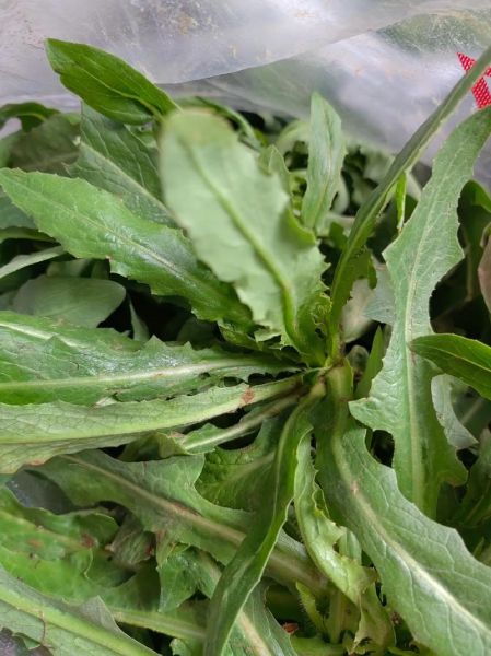 山苦菜的功效与作用_山苦菜怎么吃效果最好-第3张图片-山城妙识 山苦菜的功效与作用_山苦菜怎么吃效果最好-第3张图片-山城妙识