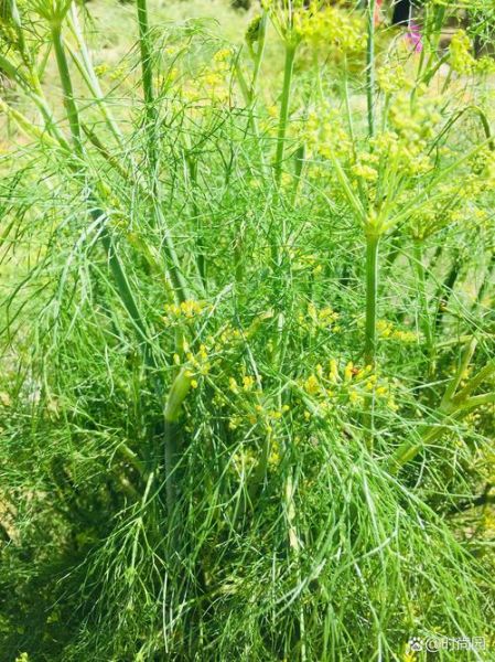 茴香和小茴香的区别_小茴香是茴香籽吗-第3张图片-山城妙识 茴香和小茴香的区别_小茴香是茴香籽吗-第3张图片-山城妙识