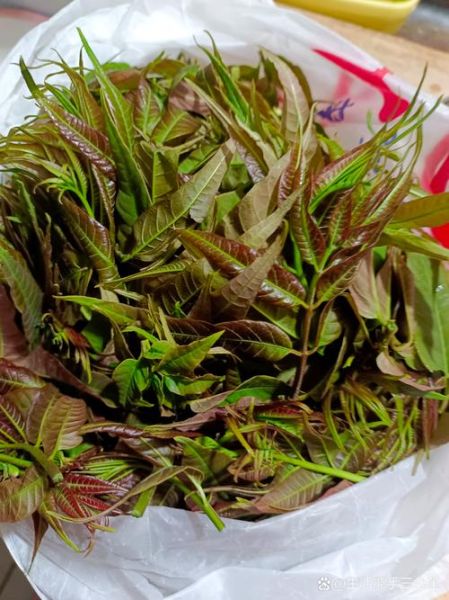 香椿芽一年四季都可以吃吗_反季香椿安全吗-第1张图片-山城妙识 香椿芽一年四季都可以吃吗_反季香椿安全吗-第1张图片-山城妙识