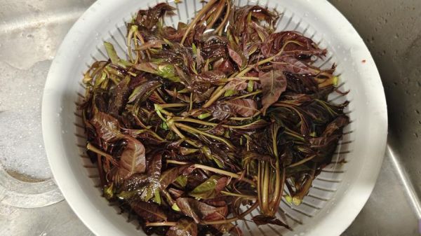 香椿芽一年四季都可以吃吗_反季香椿安全吗-第3张图片-山城妙识 香椿芽一年四季都可以吃吗_反季香椿安全吗-第3张图片-山城妙识