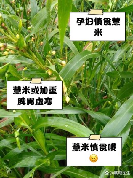 薏米可以天天吃吗_薏米禁忌人群有哪些-第1张图片-山城妙识 薏米可以天天吃吗_薏米禁忌人群有哪些-第1张图片-山城妙识