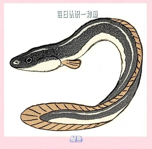 鳗鲡目有哪些常见种类_鳗鲡目与鳗形目区别-第1张图片-山城妙识