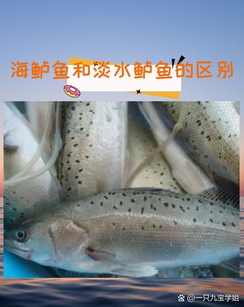 鲈鱼品种图片大全_如何分辨淡水鲈鱼与海鲈鱼-第2张图片-山城妙识