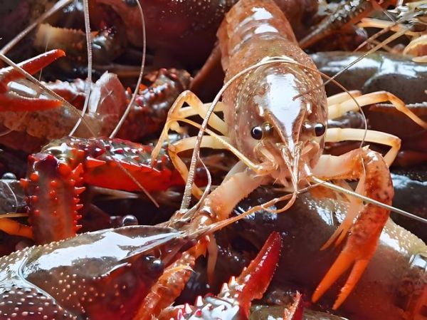 虾养殖一亩投资成本_虾养殖一亩利润有多少-第3张图片-山城妙识