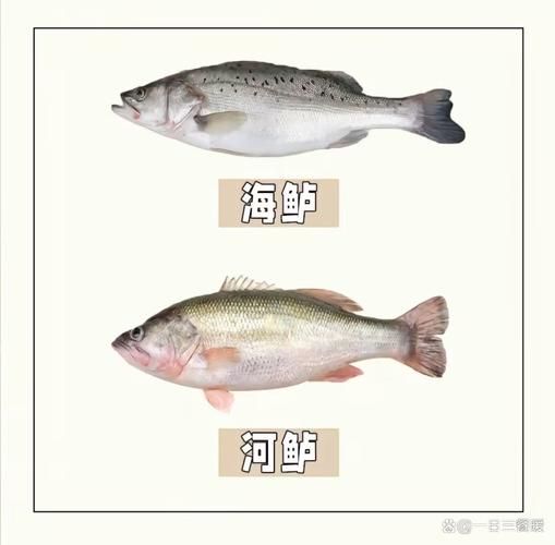 鲈鱼品种图片大全_如何分辨淡水鲈鱼与海鲈鱼-第1张图片-山城妙识