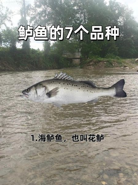 鲈鱼品种图片大全_如何分辨淡水鲈鱼与海鲈鱼-第3张图片-山城妙识
