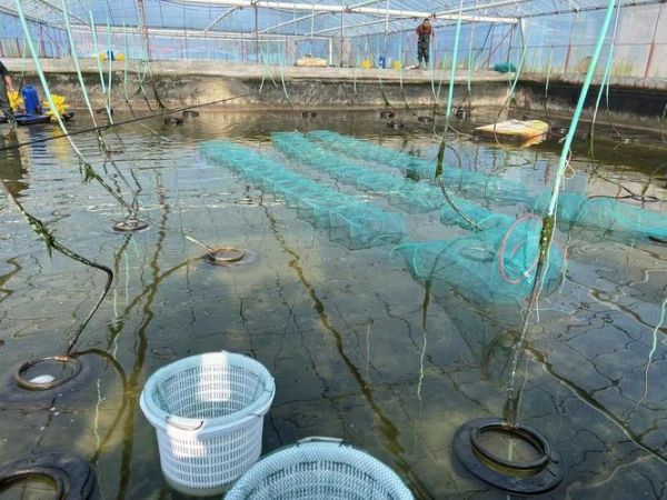 虾养殖一亩投资成本_虾养殖一亩利润有多少-第2张图片-山城妙识