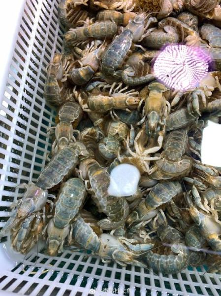 口虾蛄属是什么_口虾蛄属常见种类-第3张图片-山城妙识