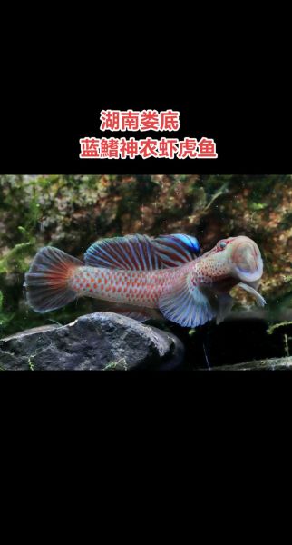 虾虎怎么养_虾虎吃什么-第1张图片-山城妙识 虾虎怎么养_虾虎吃什么-第1张图片-山城妙识