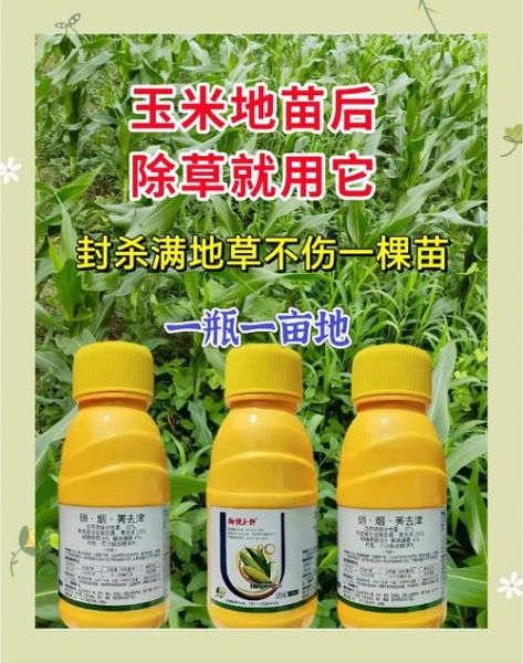 玉米地除草用什么药最好_玉米田除草剂推荐-第1张图片-山城妙识