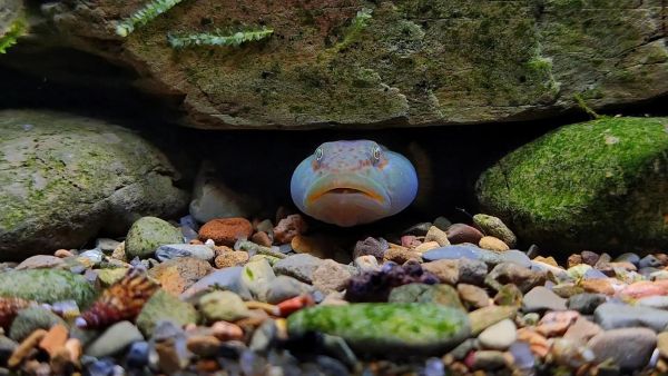 虾虎怎么养_虾虎吃什么-第3张图片-山城妙识 虾虎怎么养_虾虎吃什么-第3张图片-山城妙识