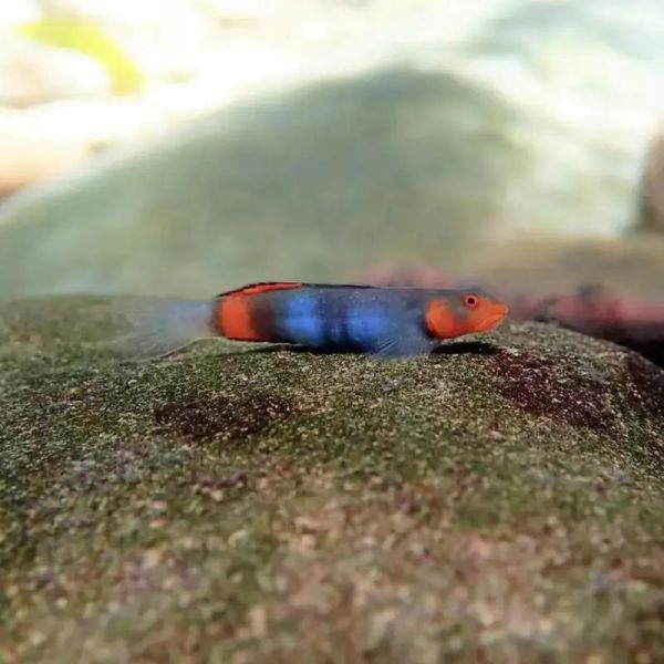 虾虎怎么养_虾虎吃什么-第2张图片-山城妙识 虾虎怎么养_虾虎吃什么-第2张图片-山城妙识