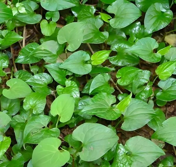 鱼腥草长什么样子_鱼腥草叶子图片-第1张图片-山城妙识