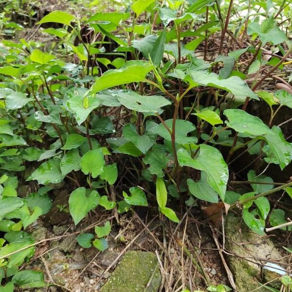 鱼腥草长什么样子_鱼腥草叶子图片-第2张图片-山城妙识