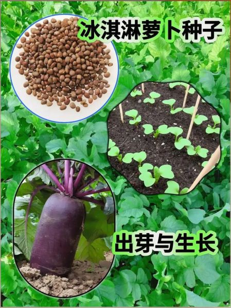 萝卜菜什么时候种_萝卜菜怎么种-第2张图片-山城妙识