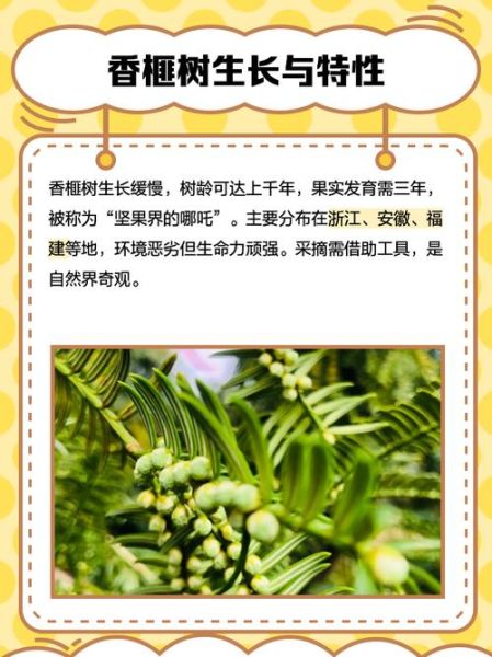 香榧木为什么禁止交易_香榧木交易禁令原因-第3张图片-山城妙识 香榧木为什么禁止交易_香榧木交易禁令原因-第3张图片-山城妙识