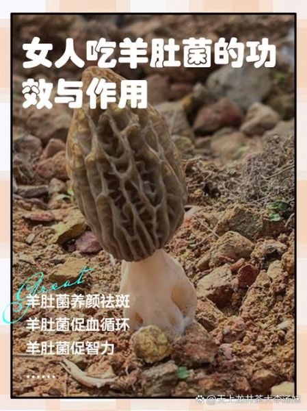 羊肚菌不能和什么一起吃_羊肚菌食用禁忌有哪些-第3张图片-山城妙识 羊肚菌不能和什么一起吃_羊肚菌食用禁忌有哪些-第3张图片-山城妙识