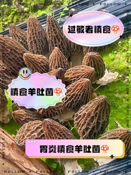 羊肚菌不能和什么一起吃_羊肚菌食用禁忌有哪些-第2张图片-山城妙识 羊肚菌不能和什么一起吃_羊肚菌食用禁忌有哪些-第2张图片-山城妙识