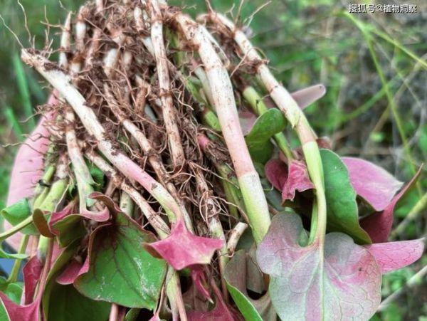 鱼腥草致癌是真的吗_鱼腥草还能不能吃-第2张图片-山城妙识 鱼腥草致癌是真的吗_鱼腥草还能不能吃-第2张图片-山城妙识
